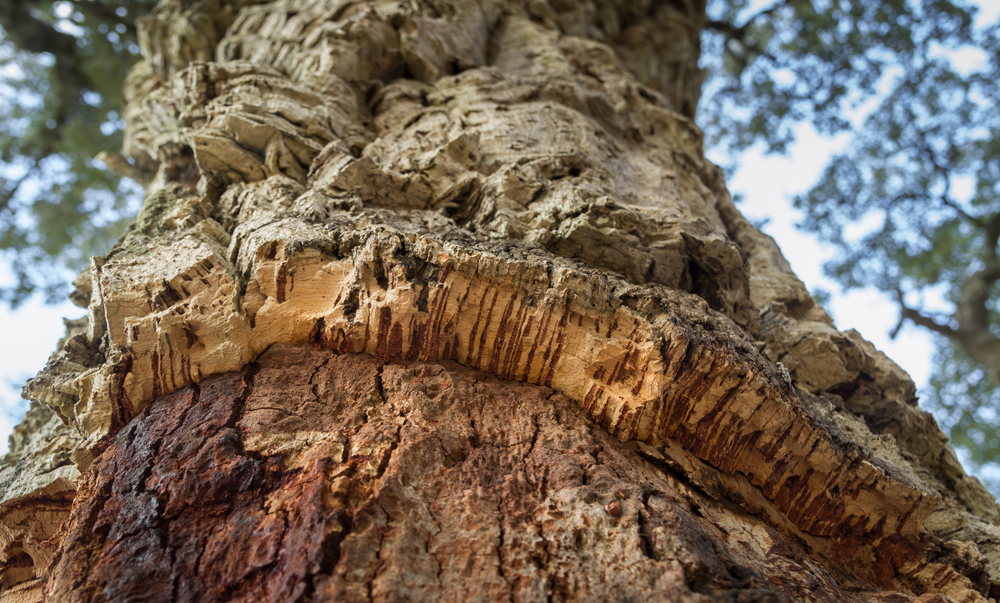 The Story of Your Cork Stopper - Stories & Sips Whiskey Club